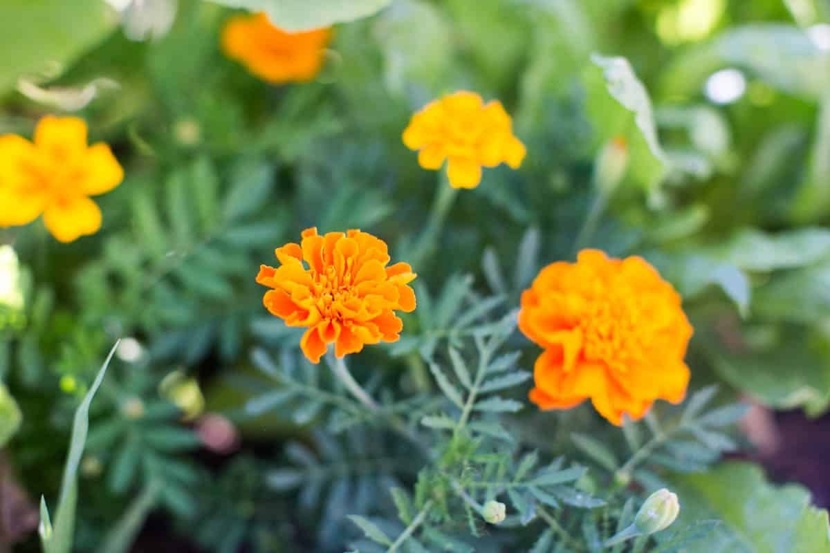 How To Deadhead Marigolds: Easy Steps For More Flowers! - Green Garden ...