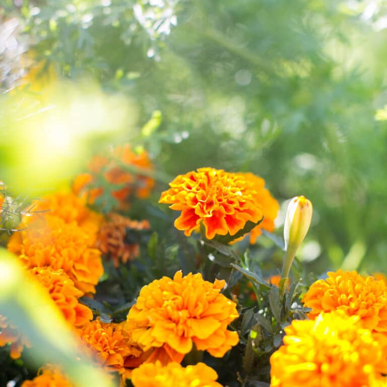 How To Deadhead Marigolds: Easy Steps For More Flowers! - Green Garden ...