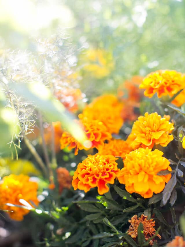 How To Deadhead Marigolds: Easy Steps For More Flowers! - Green Garden ...