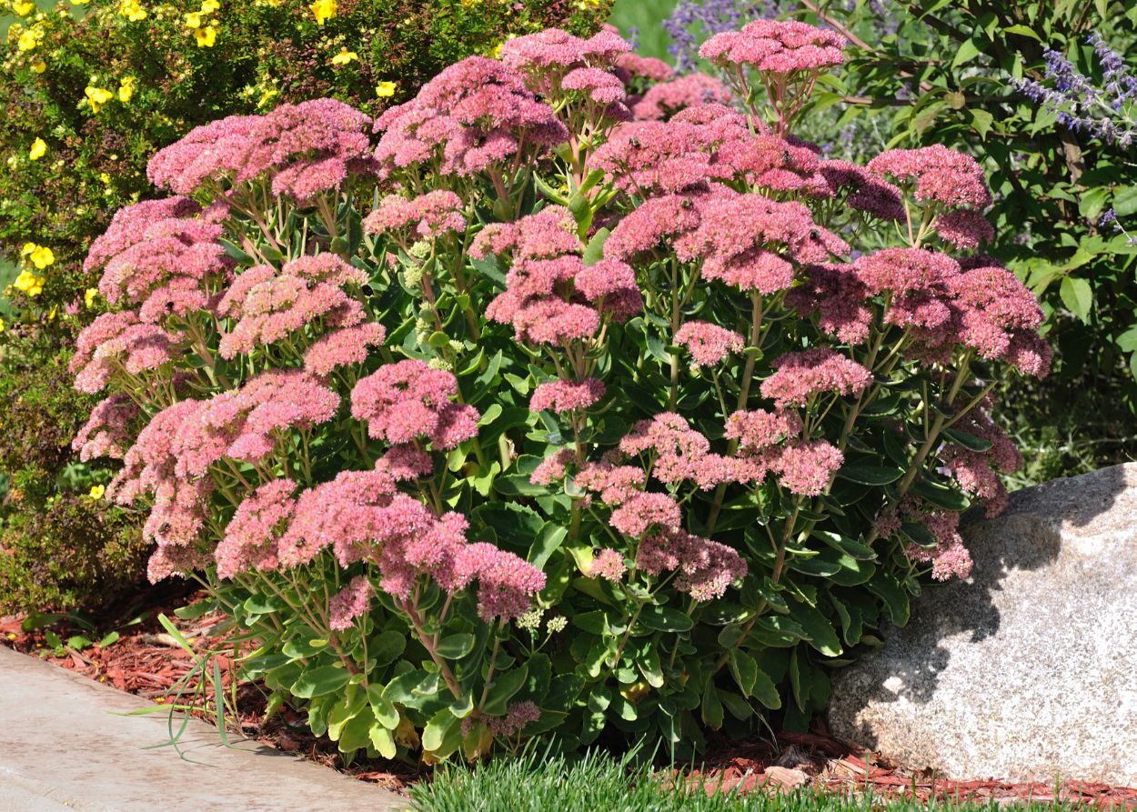 31 Flowers That Bloom In September - Green Garden Cottage