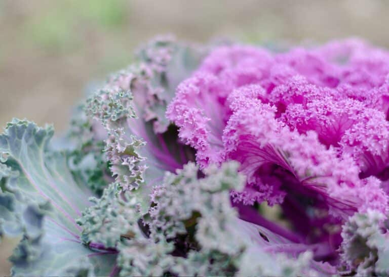 23 Fall Annuals (Colorful Fall Plants!) - Green Garden Cottage