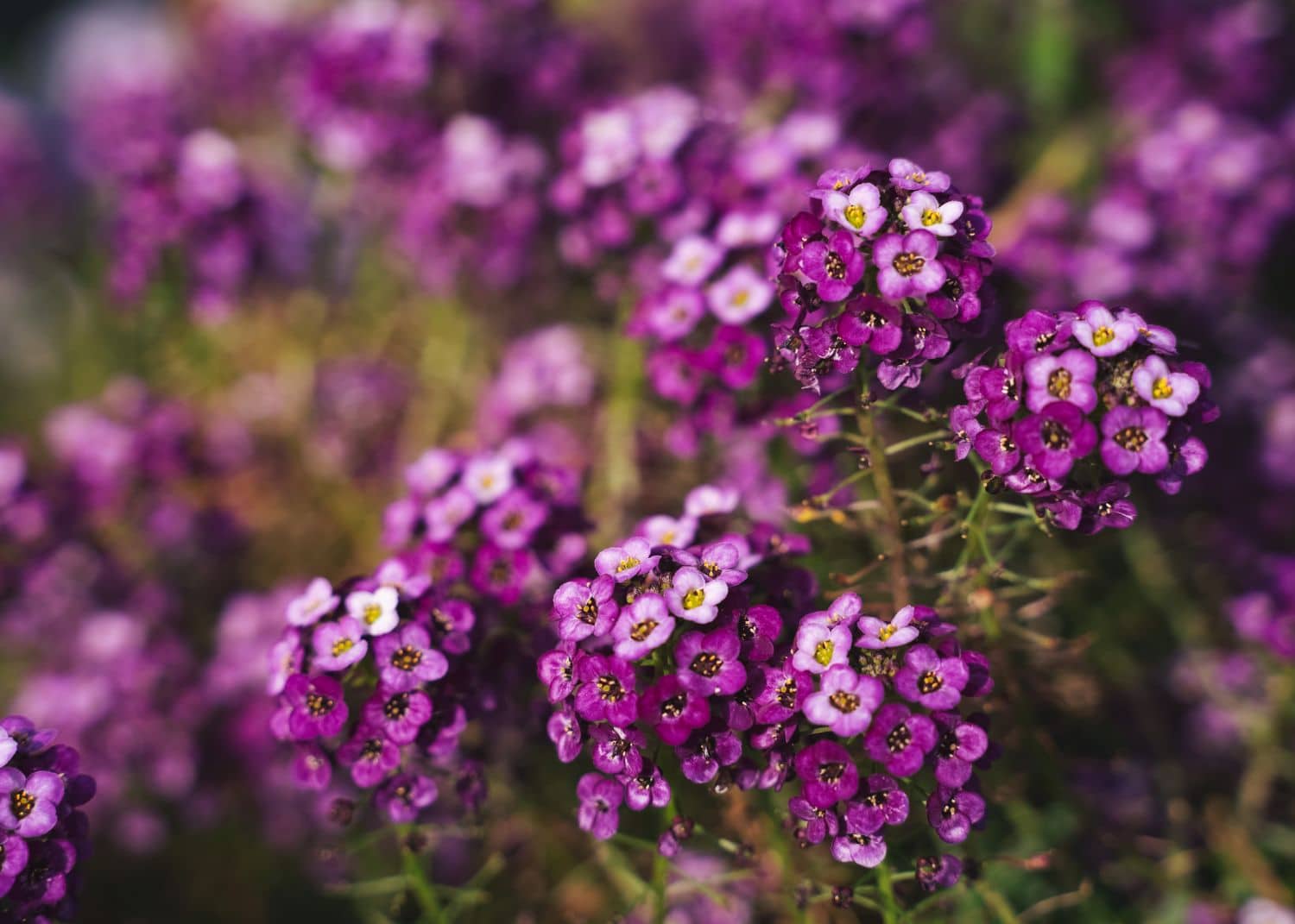 23 Fall Blooming Plants (Best Autumn Flowers) - Green Garden Cottage