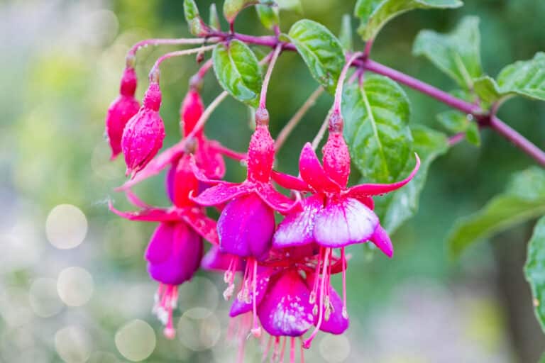 23 Fall Annuals (Colorful Fall Plants!) - Green Garden Cottage