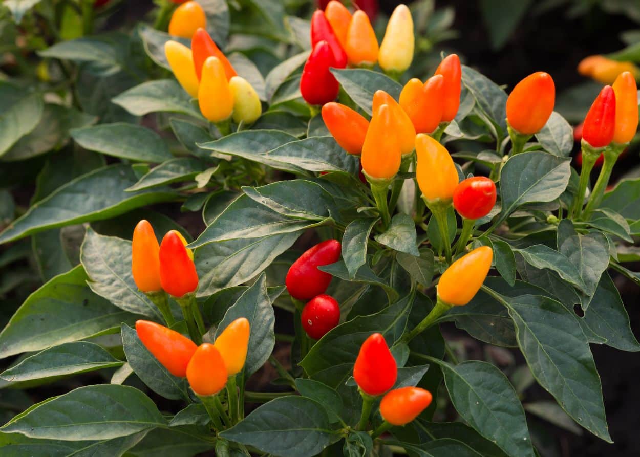 19 Annuals For Fall Containers (Easy To Grow!) - Green Garden Cottage