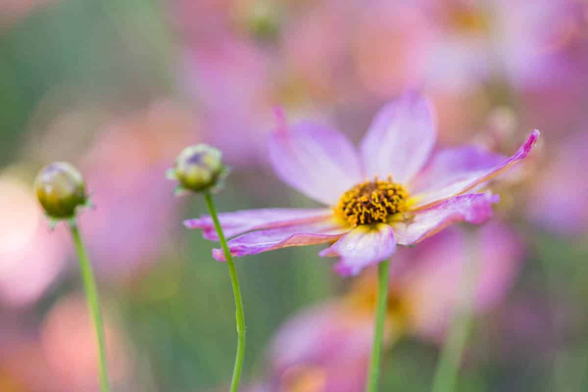 31 Flowers That Bloom In September - Green Garden Cottage