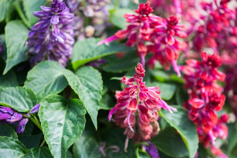 31 Flowers That Bloom In September - Green Garden Cottage