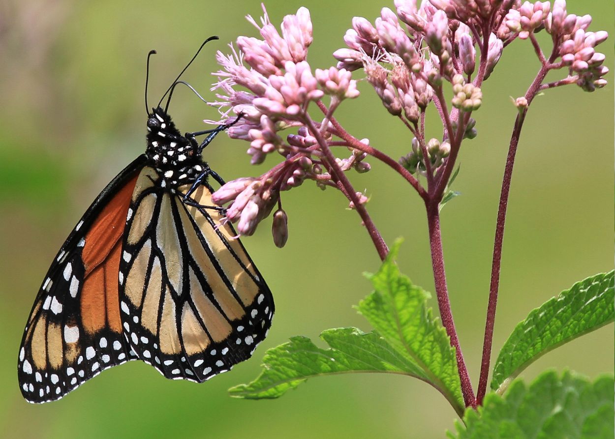 31 Flowers That Bloom In September - Green Garden Cottage