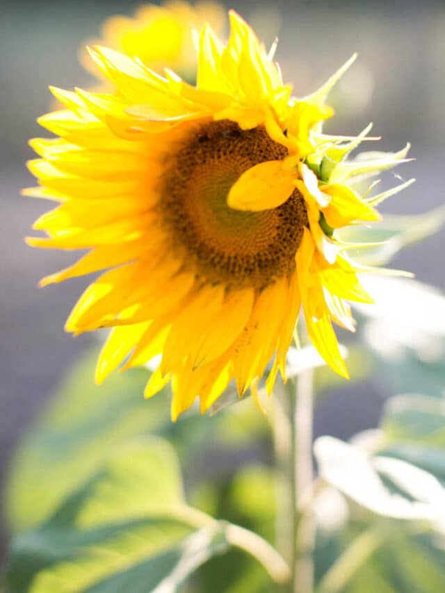 101 Best Sunflower Quotes + Poems - Green Garden Cottage