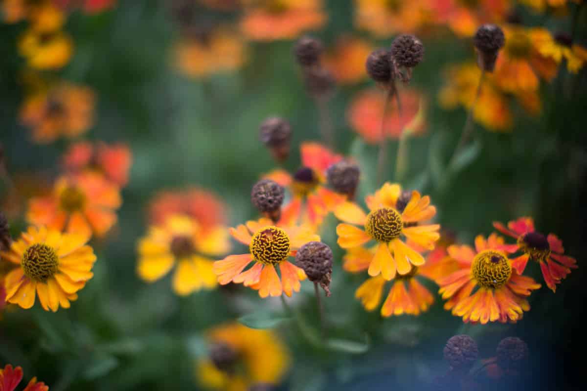 23 Fall Blooming Plants (Best Autumn Flowers) - Green Garden Cottage