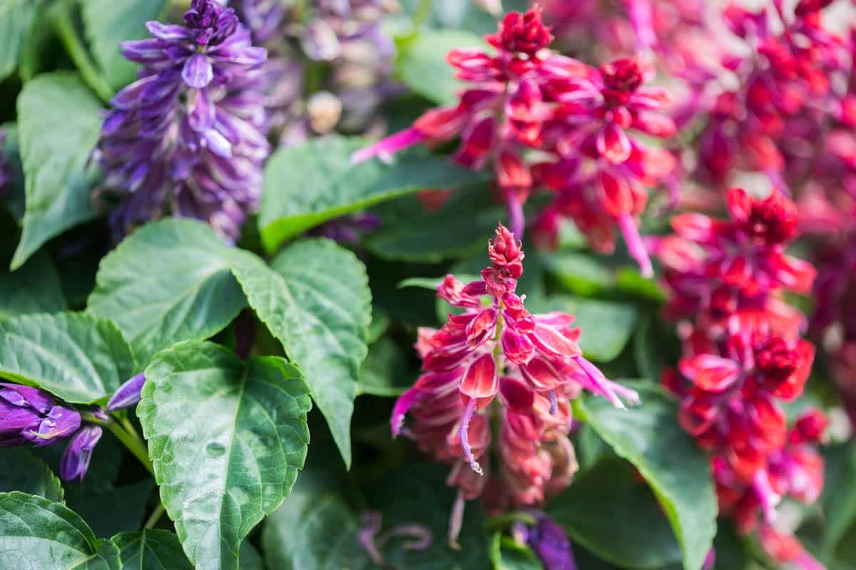 23 Fall Blooming Plants (Best Autumn Flowers) - Green Garden Cottage