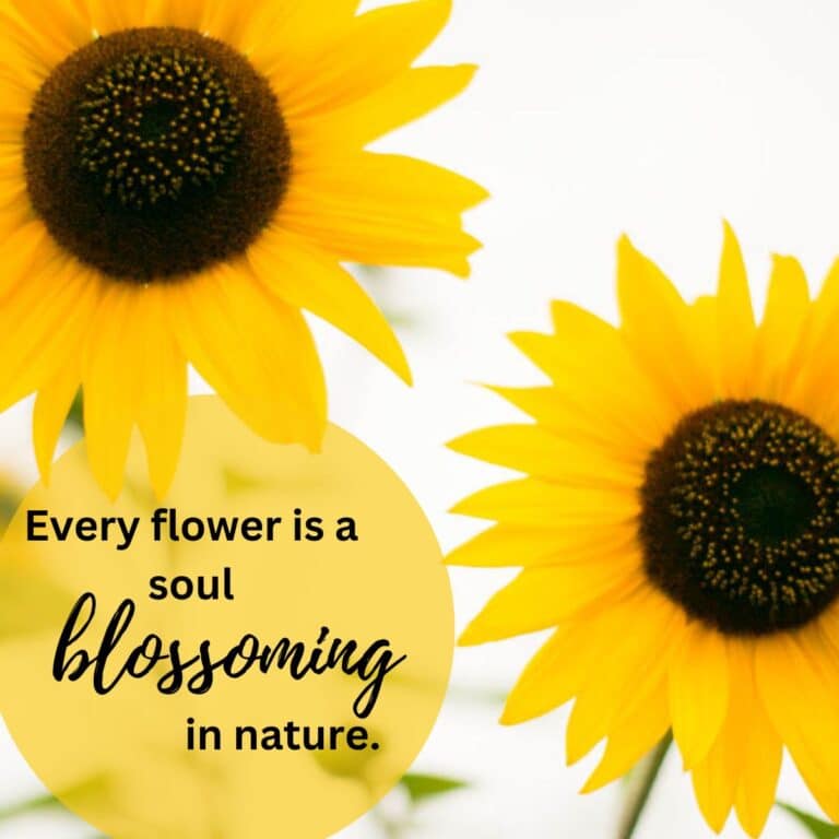 101 Best Sunflower Quotes + Poems - Green Garden Cottage