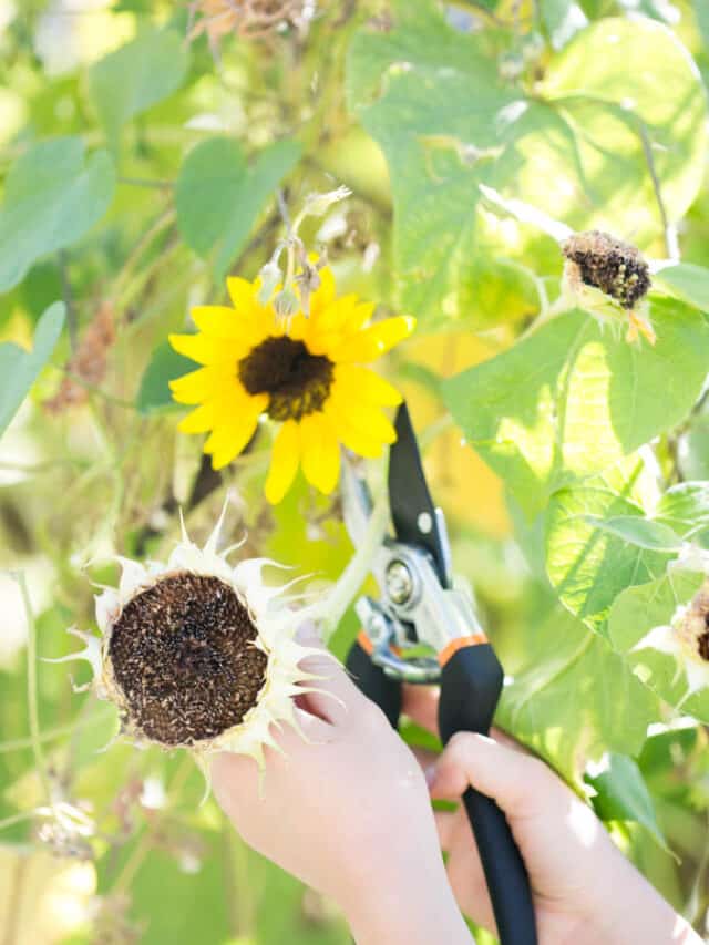 How To Deadhead Sunflowers After They Bloom (Simple Steps) - Green ...