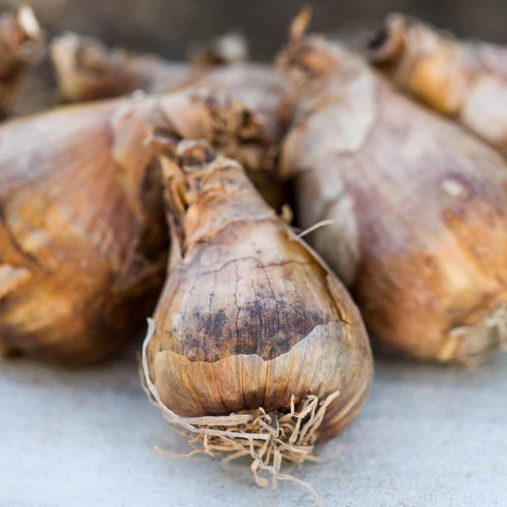 How And When To Plant Tulip Bulbs - Green Garden Cottage