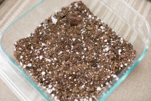How To Grow + Care For String Of Turtles (Peperomia prostrata) - Green ...