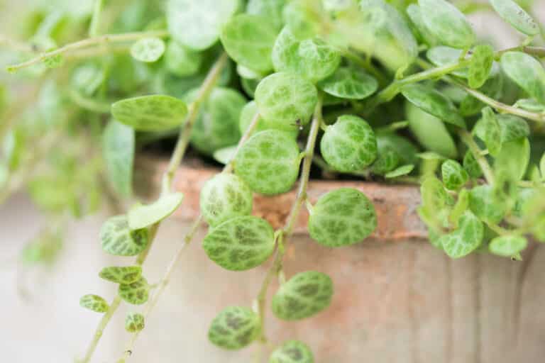 How To Grow + Care For String Of Turtles (Peperomia prostrata) - Green ...