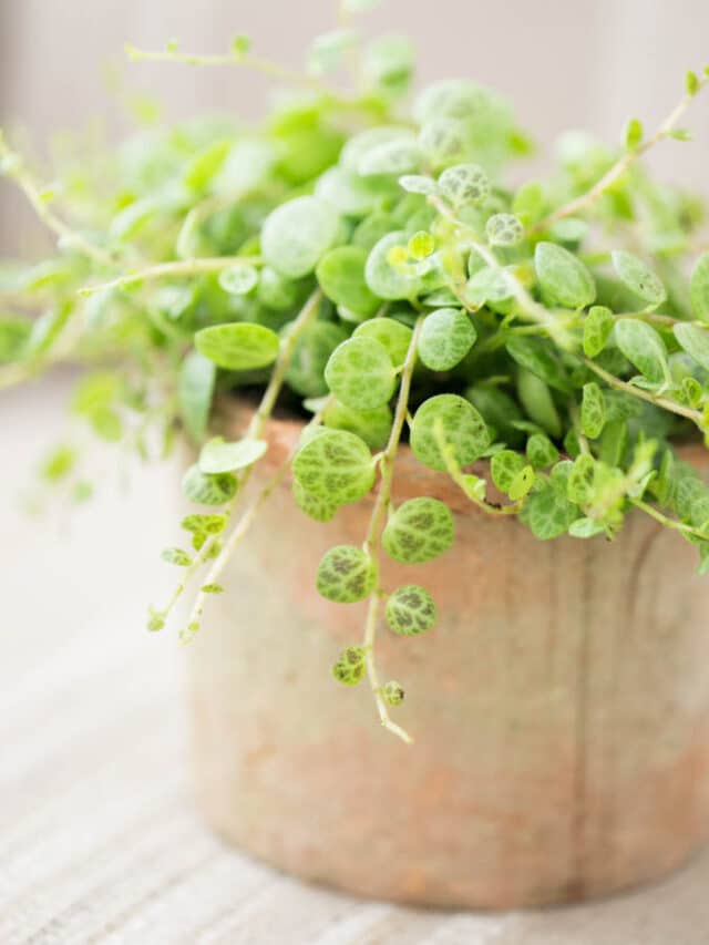 How To Grow + Care For String Of Turtles (Peperomia prostrata) - Green ...