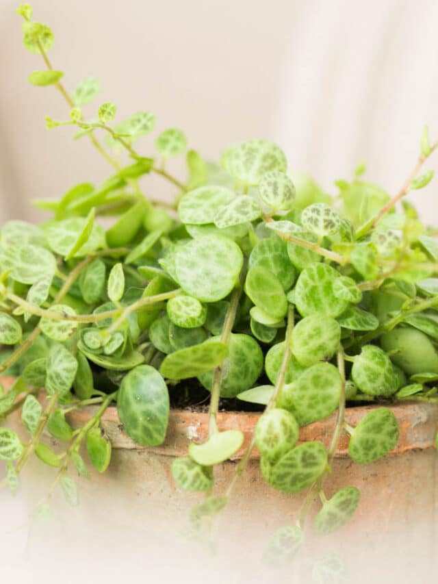 How To Grow + Care For String Of Turtles (Peperomia prostrata) - Green ...