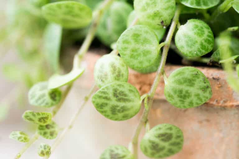 How To Grow + Care For String Of Turtles (Peperomia prostrata) - Green ...