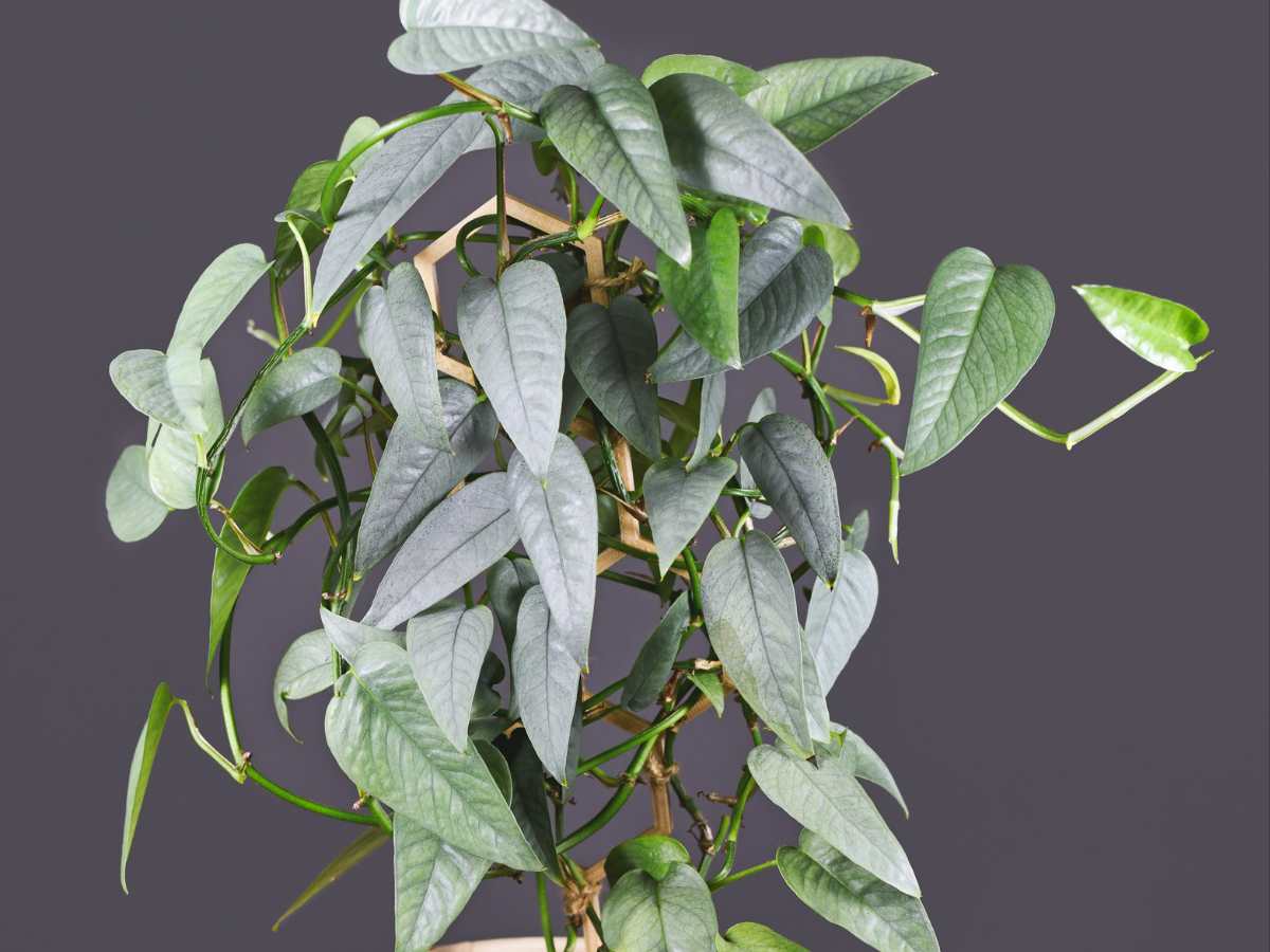 How To Grow + Care For Pothos Plants - Green Garden Cottage