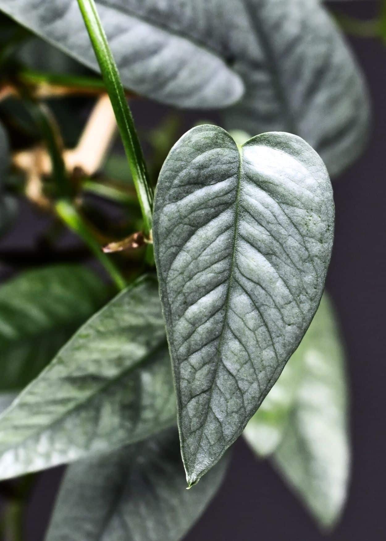 Cebu Blue Pothos Plant Care - Green Garden Cottage