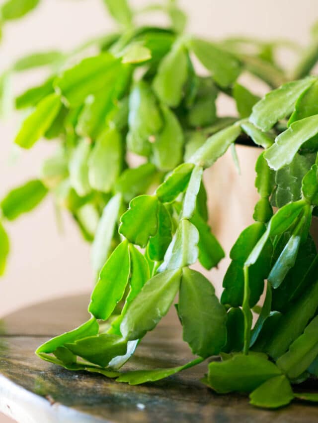 Soil Tips For Christmas Cactus Don t Kill Your Plant Green Garden