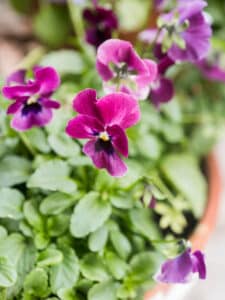 Violas: How To Grow + Care For These Charming Flowers - Green Garden ...