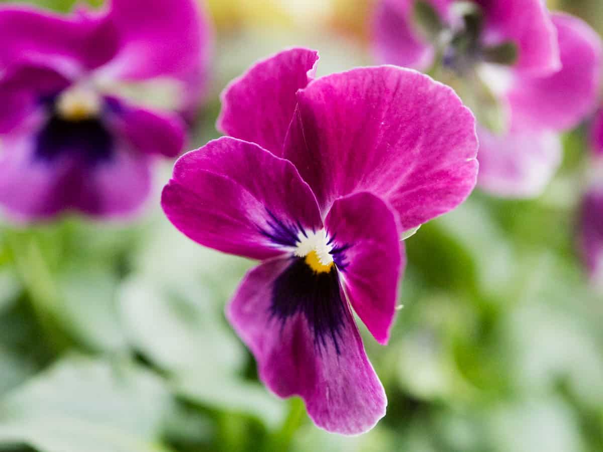 Violas: How To Grow + Care For These Charming Flowers - Green Garden ...