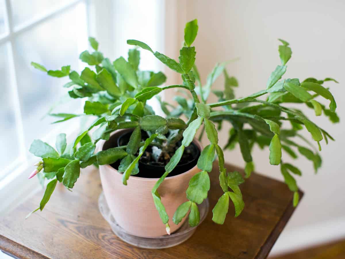 10 Common Christmas Cactus Problems (+ Fixes) - Green Garden Cottage