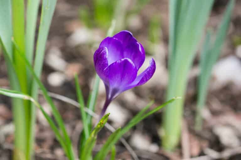 23 Purple Spring Flowers With Pictures - Green Garden Cottage