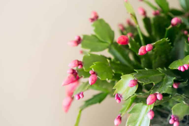 10 Common Christmas Cactus Problems (+ Fixes) - Green Garden Cottage