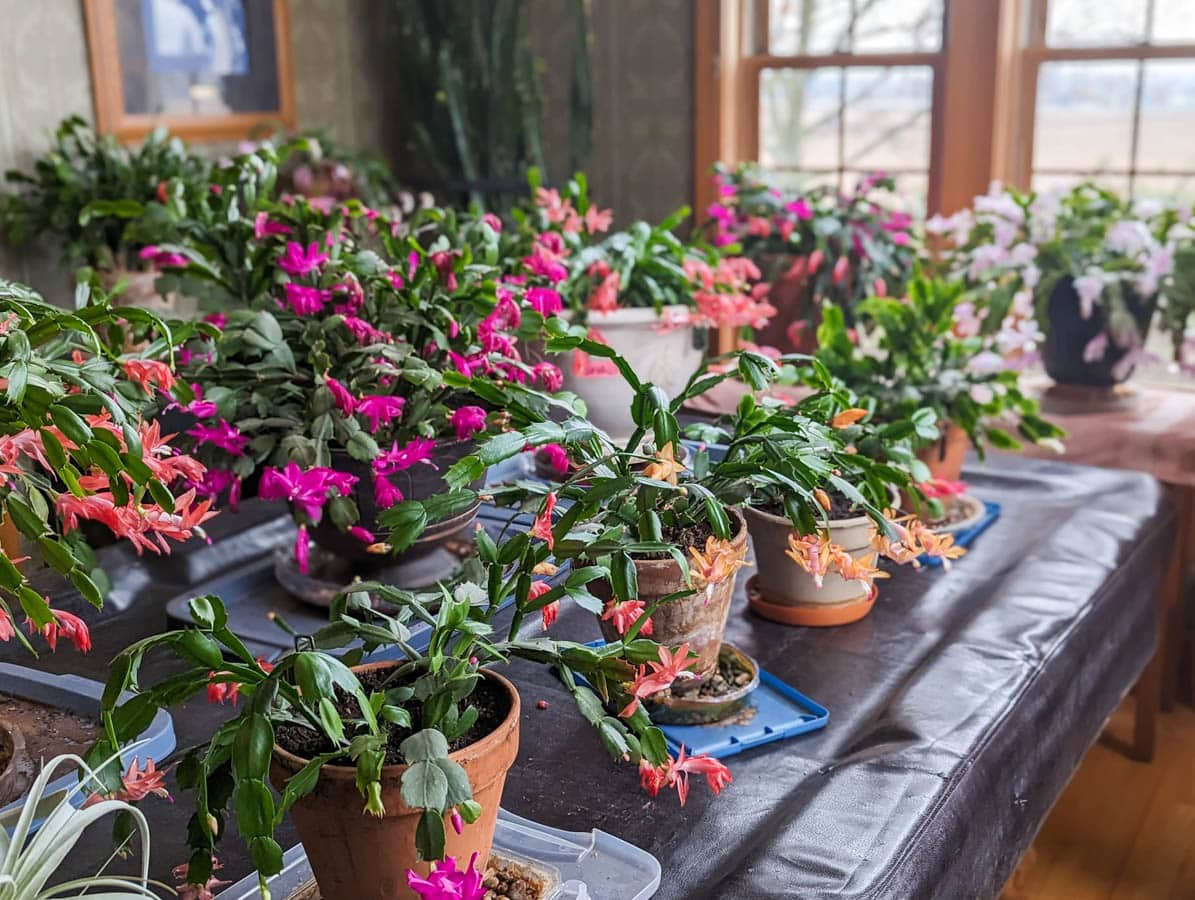 Stunning Christmas Cactus Inspiration - Green Garden Cottage