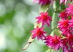Easter Cactus Grow And Care Guide (Best Tips!) - Green Garden Cottage