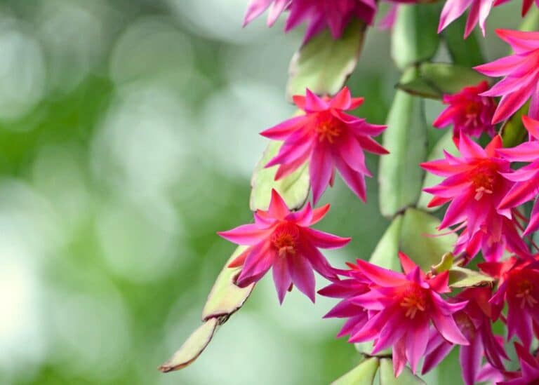 Easter Cactus Grow And Care Guide (Best Tips!) - Green Garden Cottage