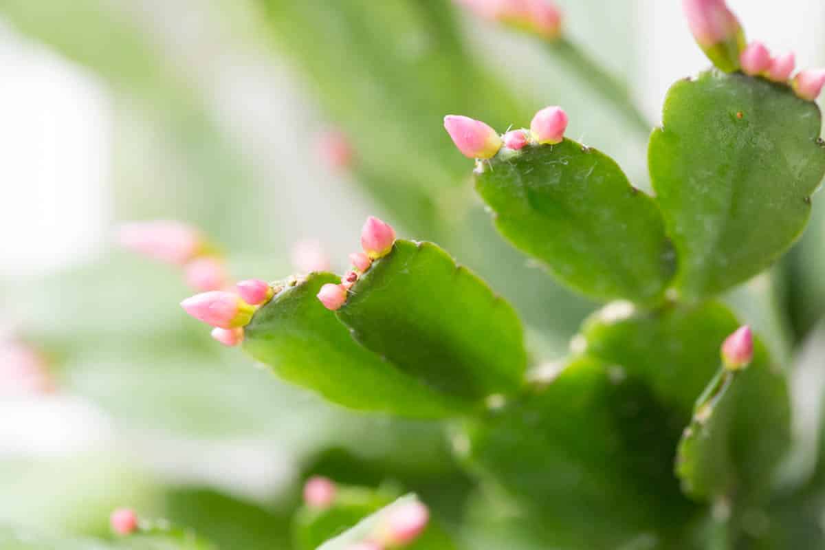 Easter Cactus Grow And Care Guide (Best Tips!) - Green Garden Cottage