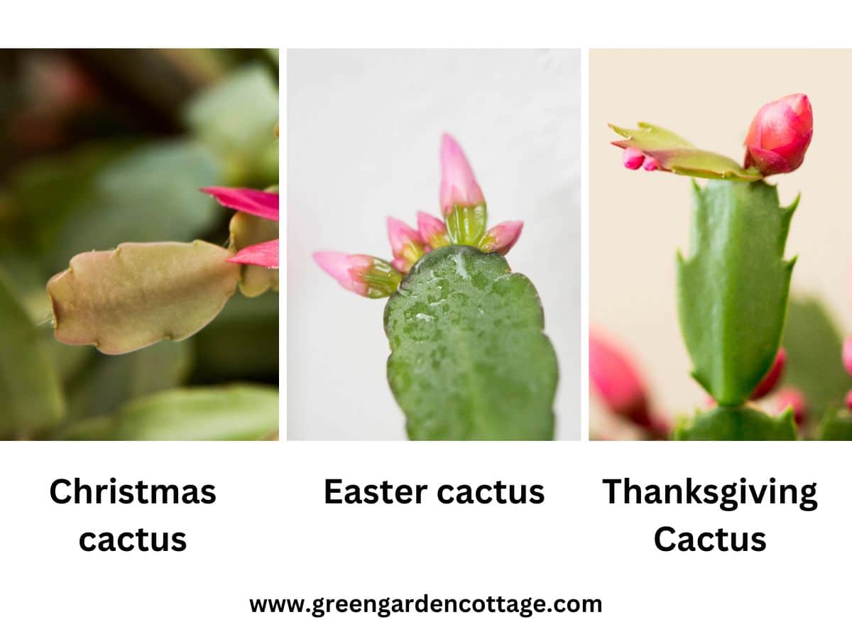 Easter Cactus Grow And Care Guide (Best Tips!) - Green Garden Cottage