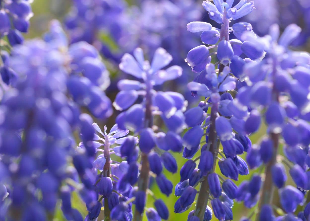 23 Purple Spring Flowers With Pictures - Green Garden Cottage