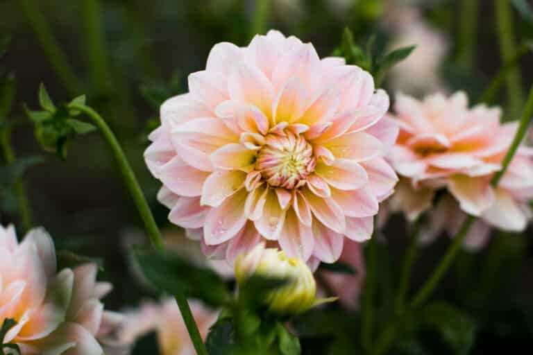 8 Best Fertilizers For Dahlias (And How To Use) - Green Garden Cottage