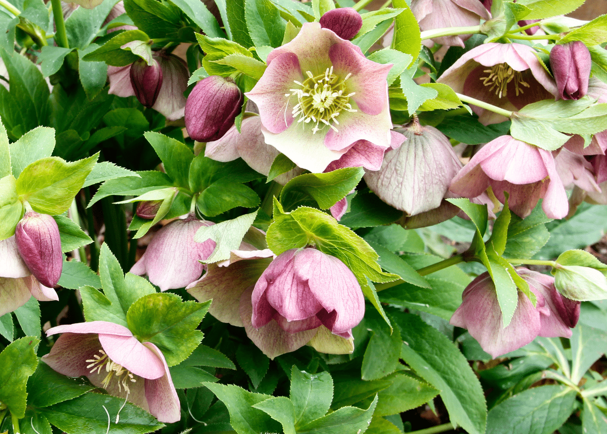 How To Plant, Grow And Care For Hellebore (Lenten Rose) - Green Garden ...