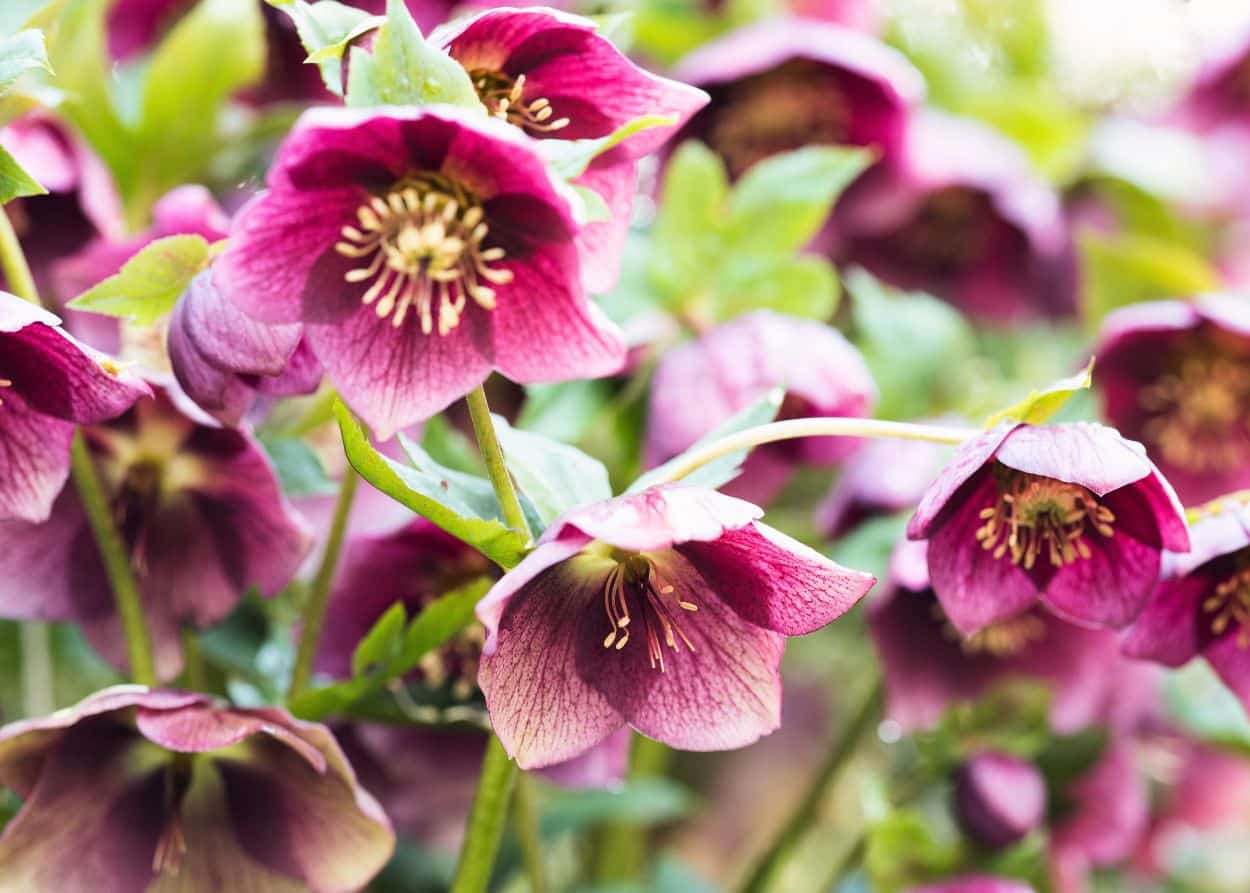 How To Plant, Grow And Care For Hellebore (Lenten Rose) - Green Garden ...