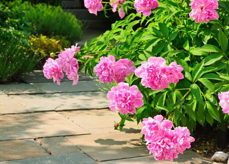 How To Grow + Care For Peonies (Complete Guide) - Green Garden Cottage