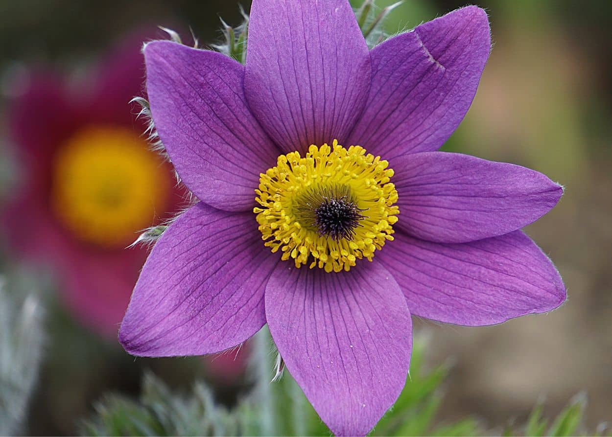 23 Purple Spring Flowers With Pictures - Green Garden Cottage