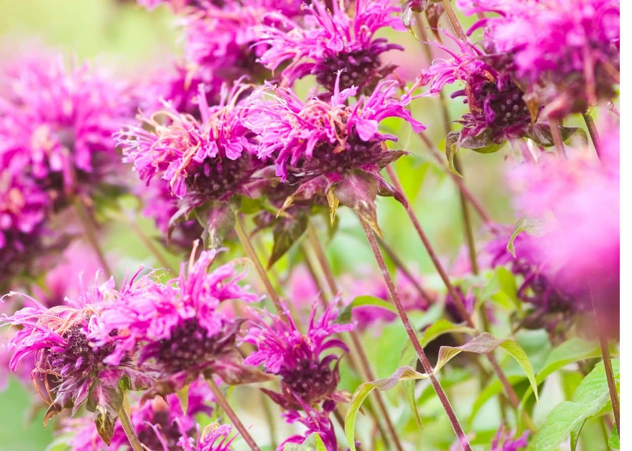 23 Purple Spring Flowers With Pictures - Green Garden Cottage