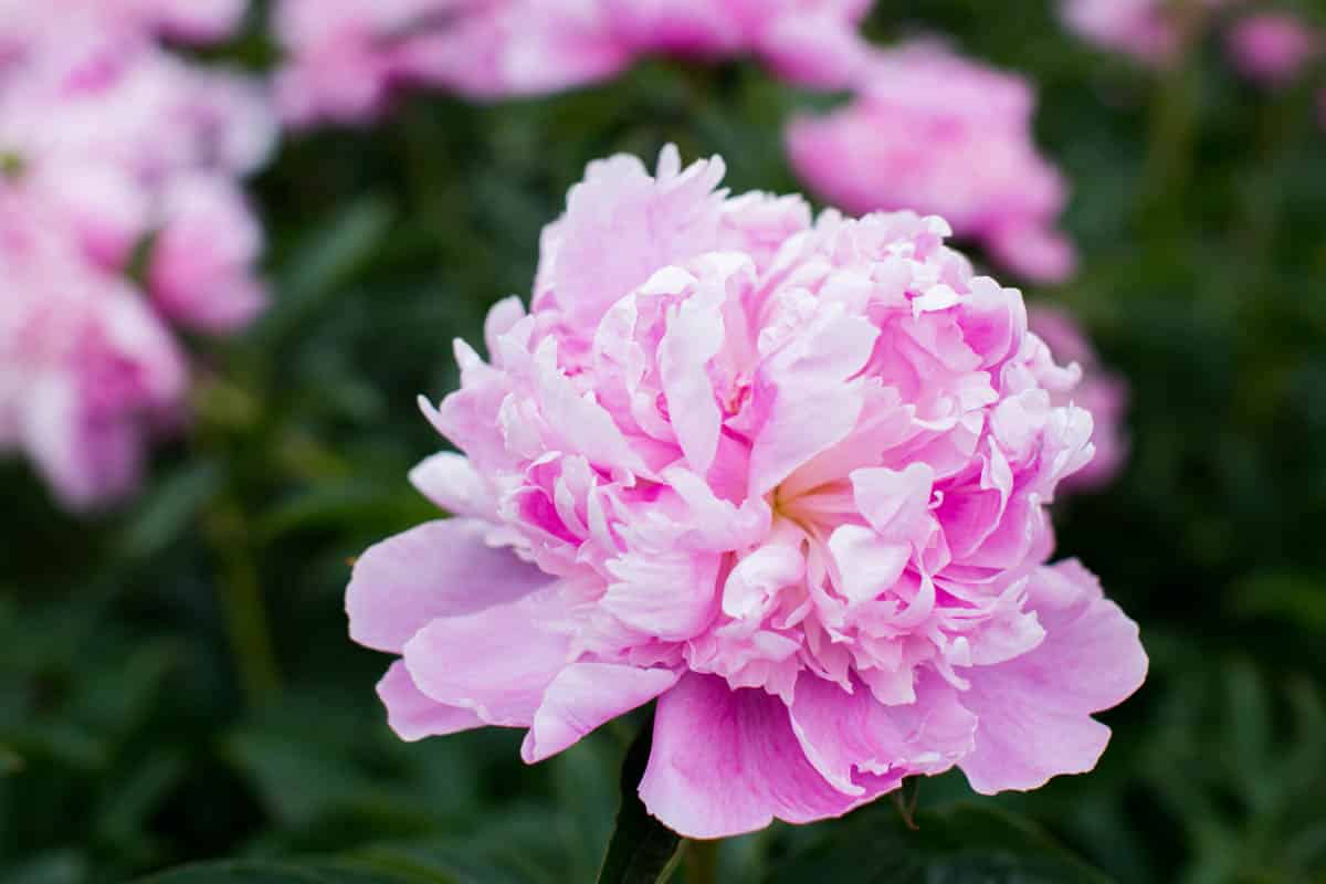 23 Purple Spring Flowers With Pictures - Green Garden Cottage