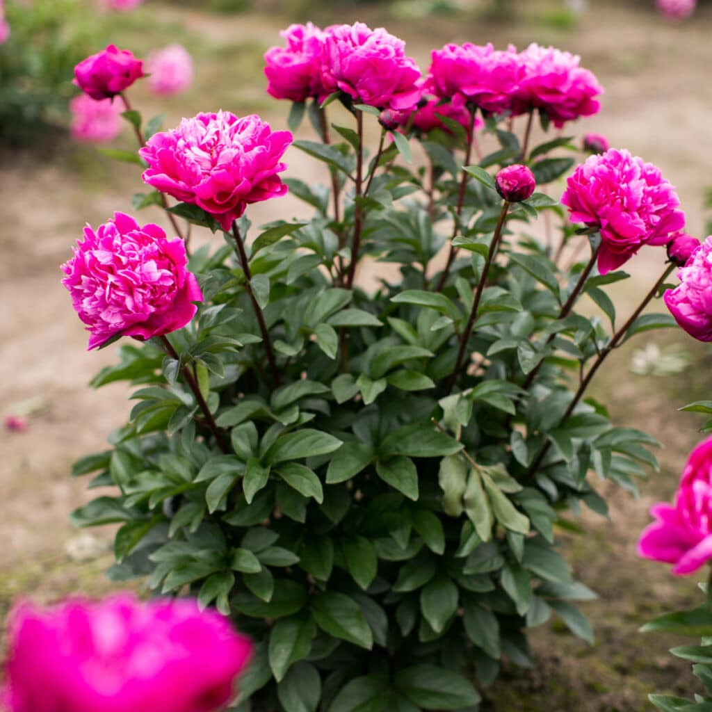 How To Grow + Care For Peonies (Complete Guide) - Green Garden Cottage