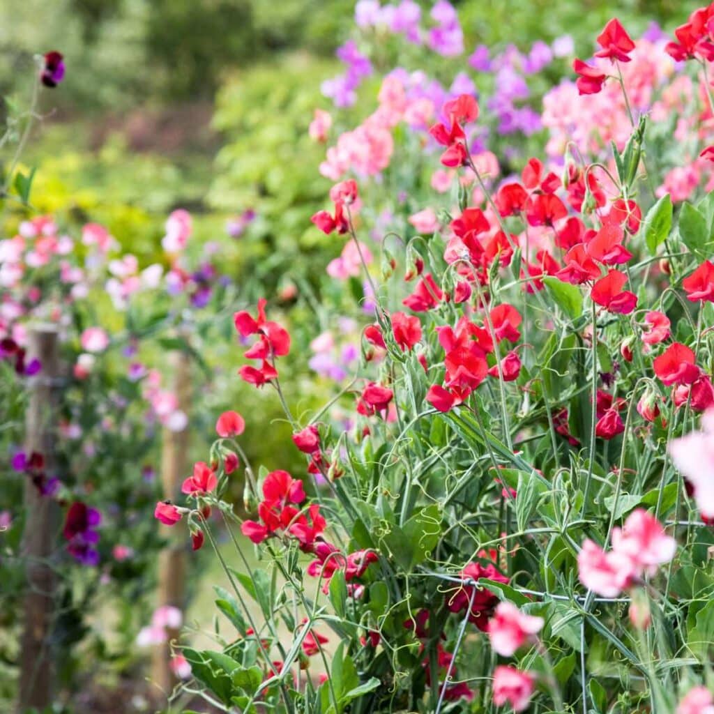 7 Easy Cut Flowers For Beginners (That Will Bloom This Season) - Green ...
