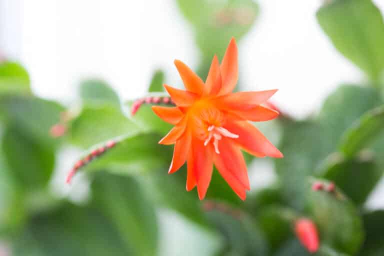 Easter Cactus Grow And Care Guide (Best Tips!) - Green Garden Cottage
