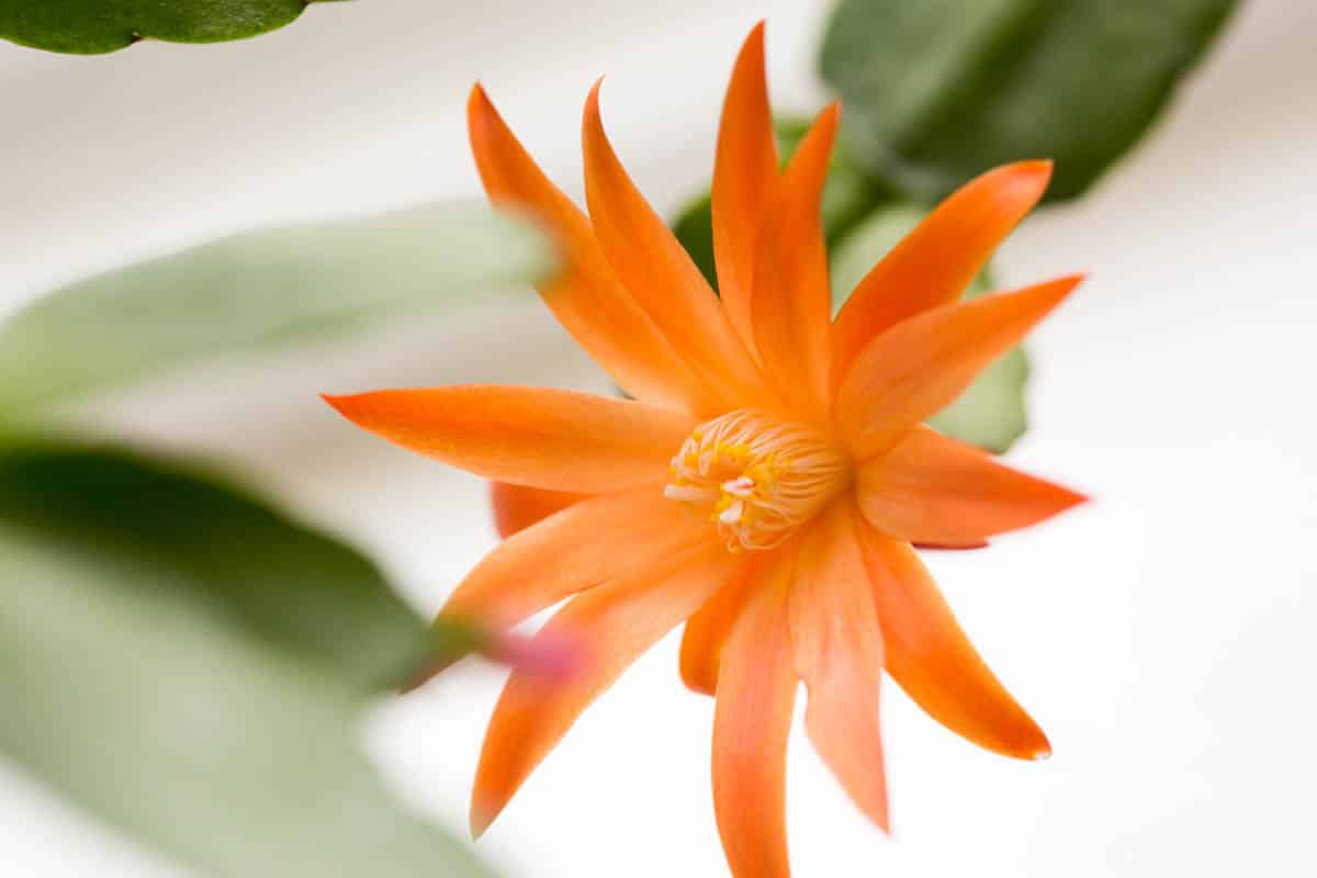 Easter Cactus Grow And Care Guide (Best Tips!) - Green Garden Cottage