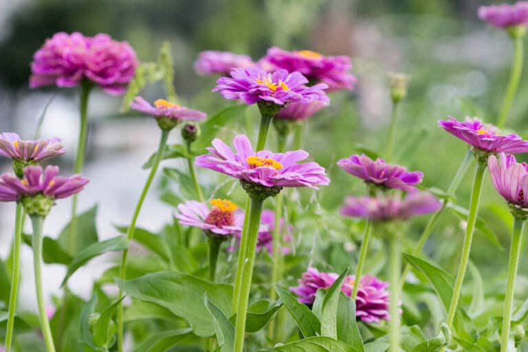 7 Easy Cut Flowers For Beginners (That Will Bloom This Season) - Green ...