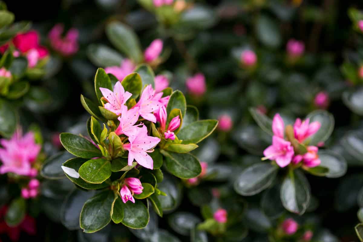 How To Design A Whimsical Forest Garden In Your Own Backyard - Green ...