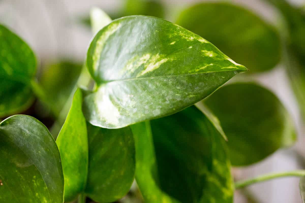 How To Grow + Care For Pothos Plants - Green Garden Cottage